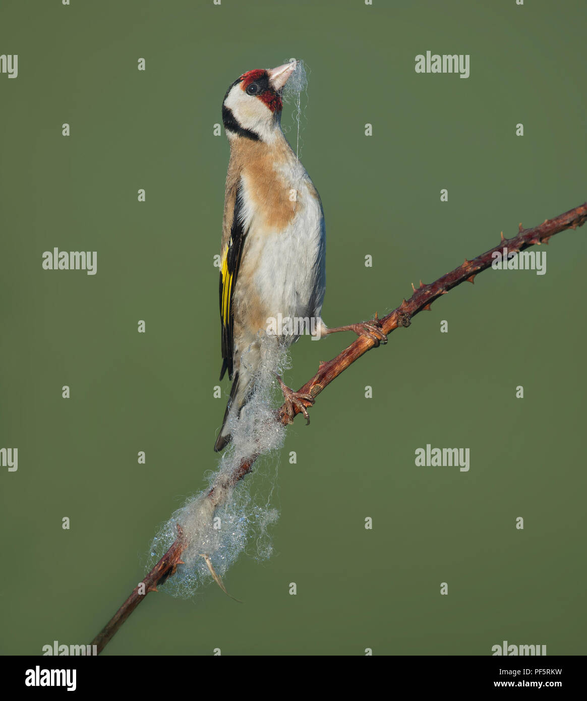 European Goldfinch, Carduelis carduelis, collecting wool from bramble ...