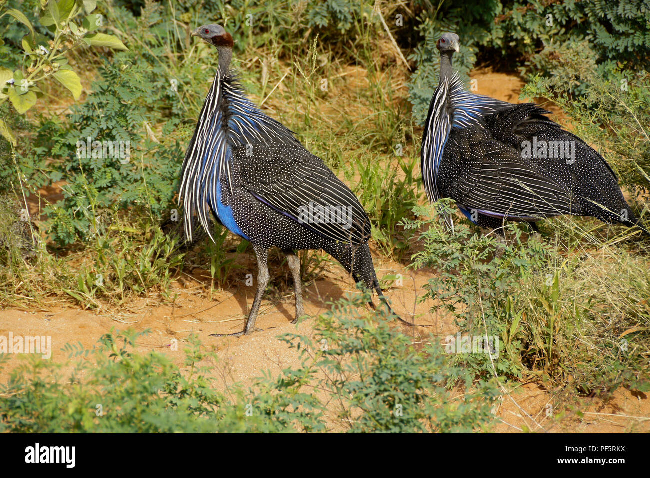 Vulturine guineafowl, Samburu Game Reserve, Kenya Stock Photo - Alamy