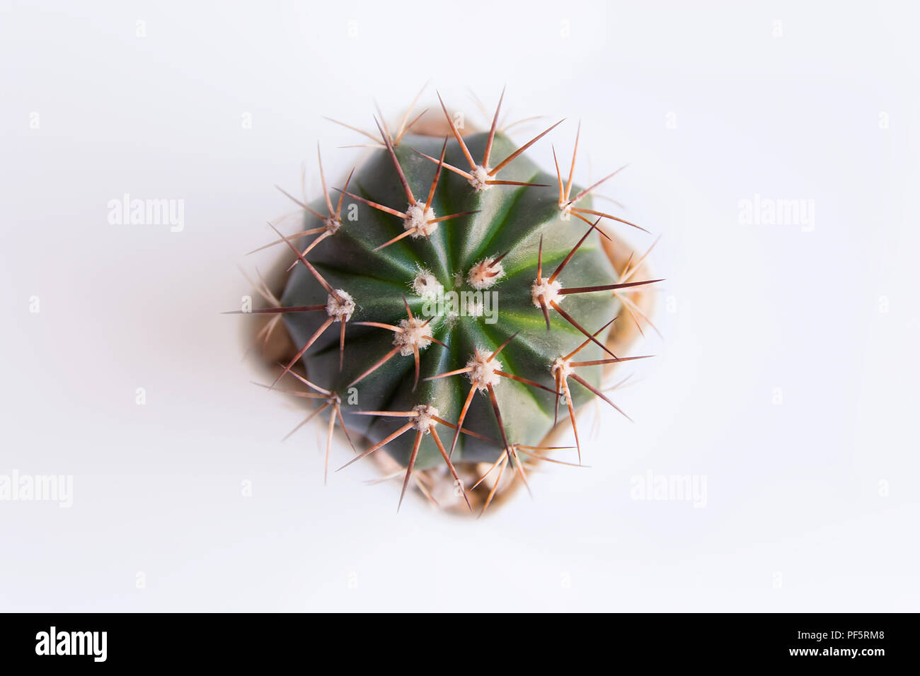 Front view cactus hi-res stock photography and images - Alamy
