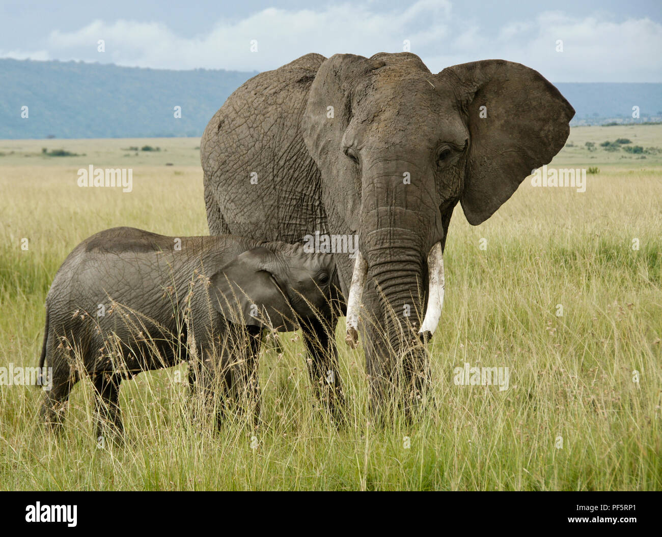 Baby elephant nursing hi-res stock photography and images - Alamy