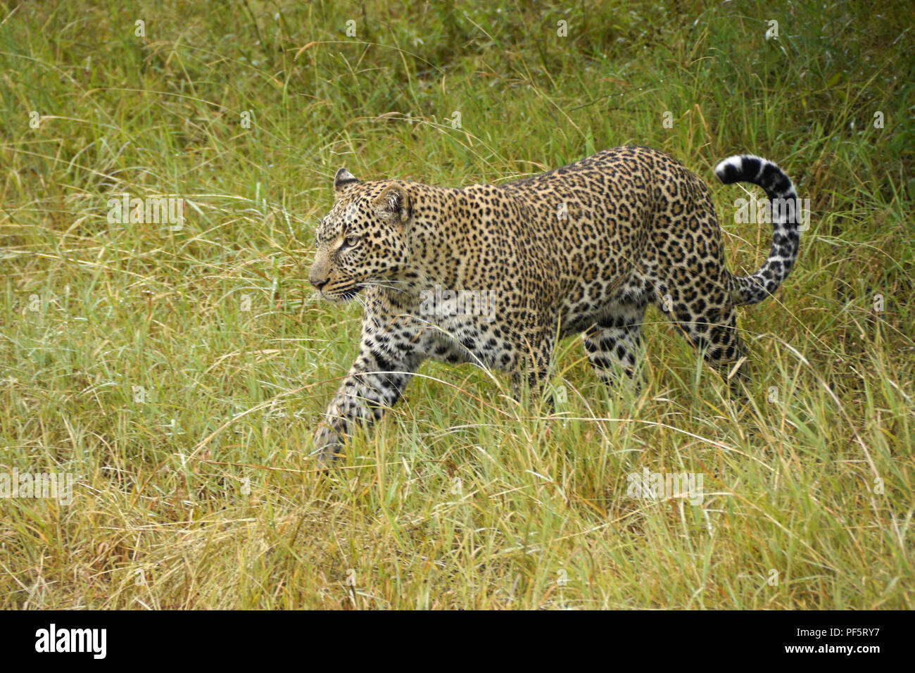 Walking cat hi-res stock photography and images - Alamy