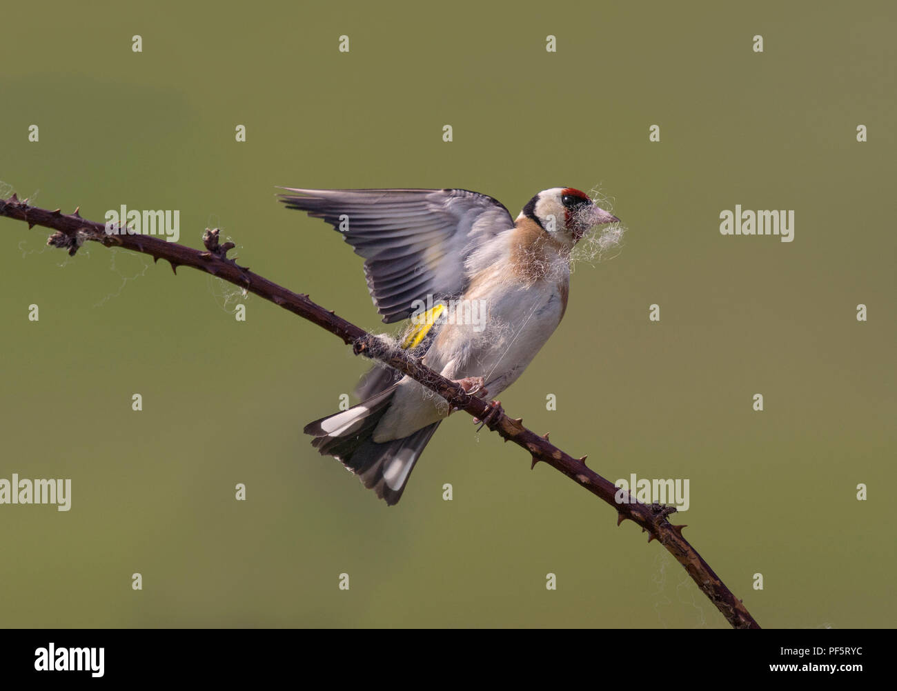 European Goldfinch, Carduelis carduelis, collecting wool from bramble ...