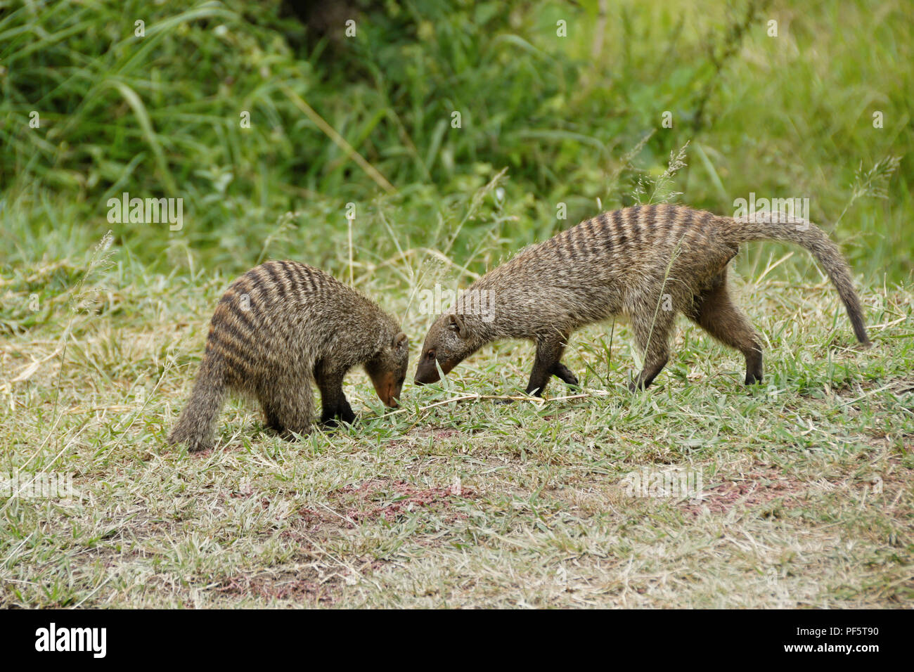 Mongoose eating hi-res stock photography and images - Alamy