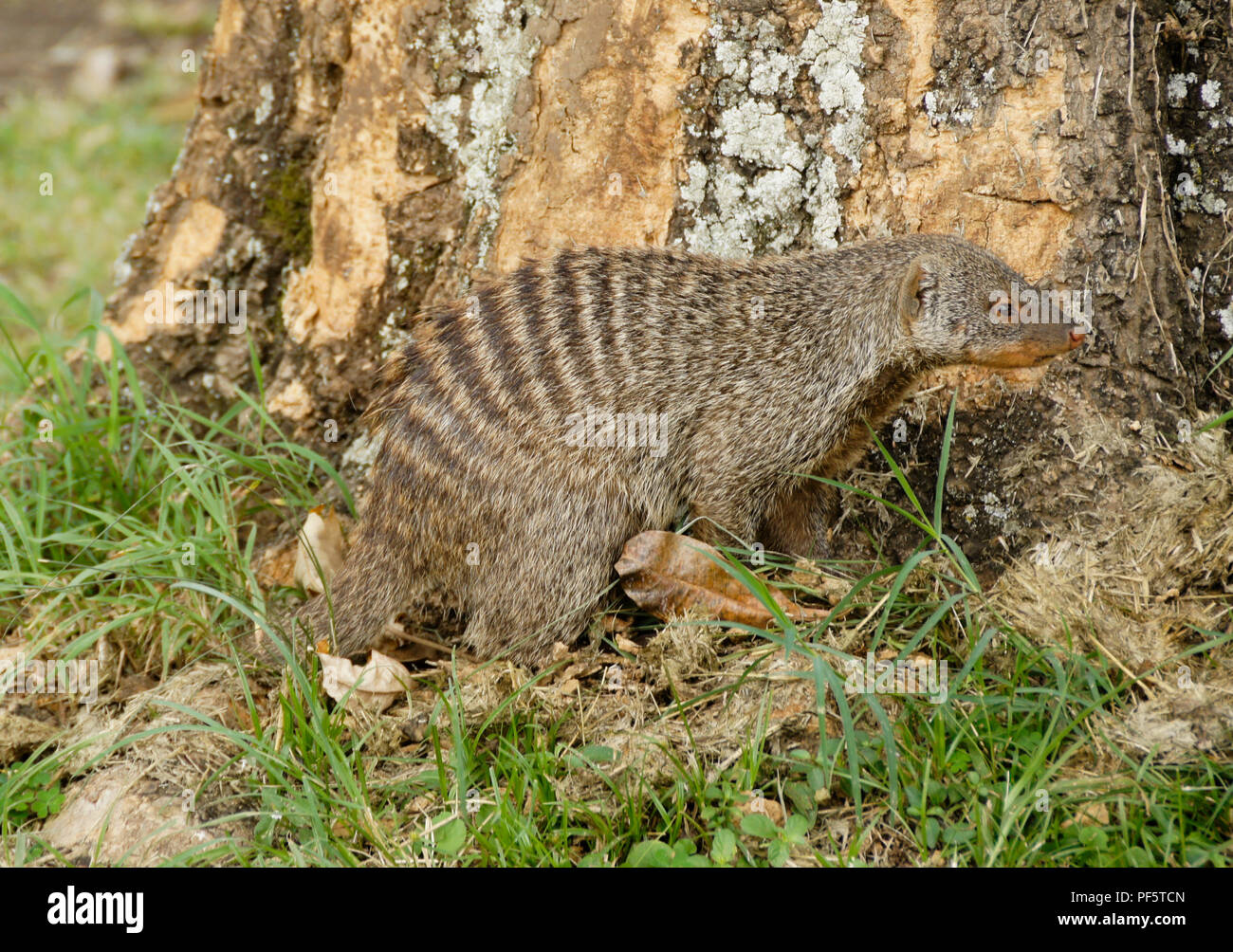 Banded mongoose sitting in grass at base of tree, Masai Mara Game ...