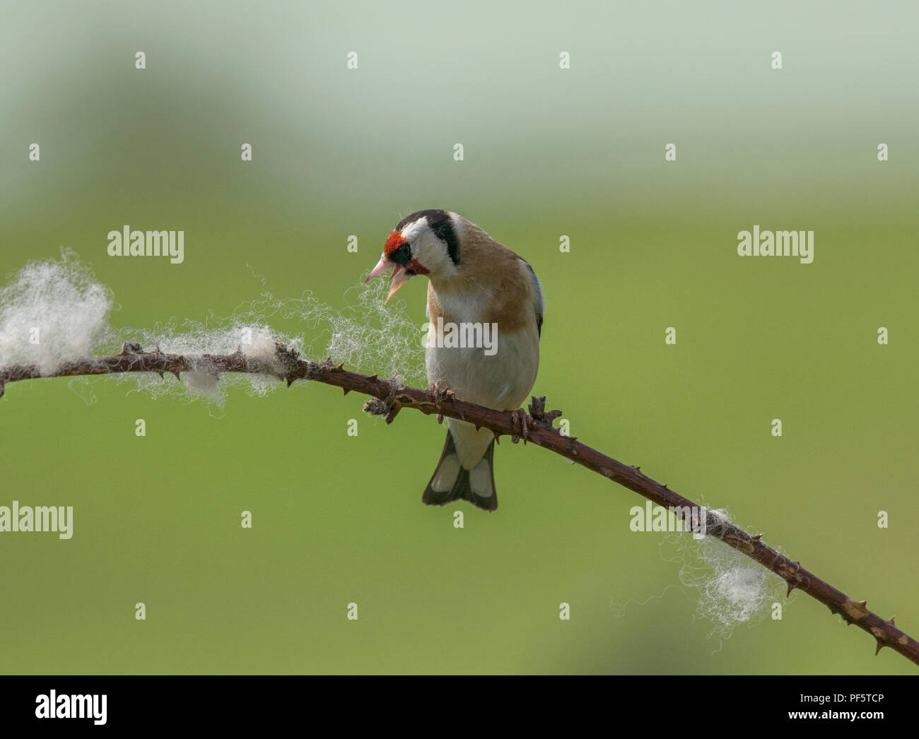 European Goldfinch, Carduelis carduelis, collecting wool from bramble ...