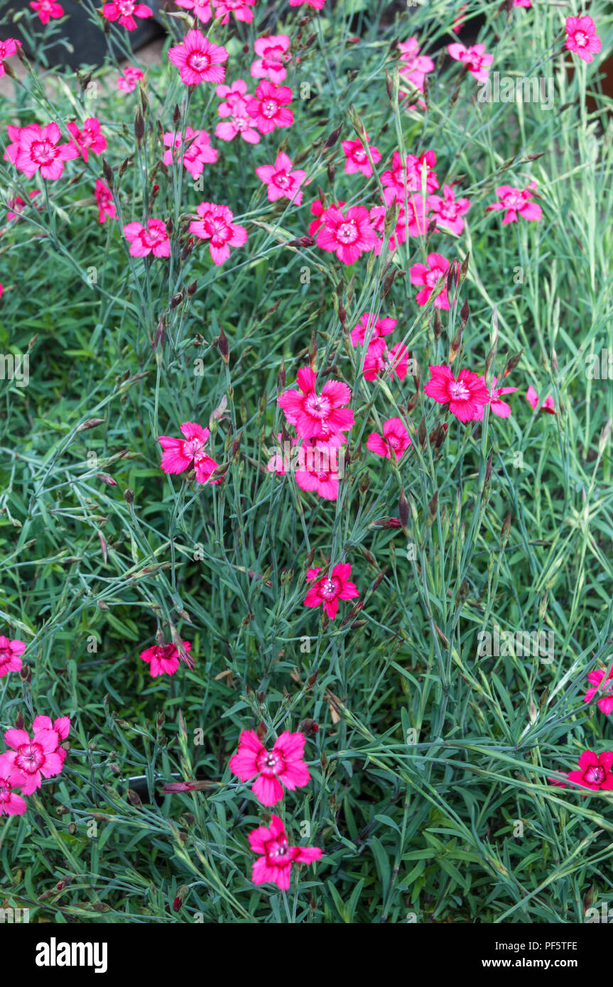 Alpine carnation hi-res stock photography and images - Alamy