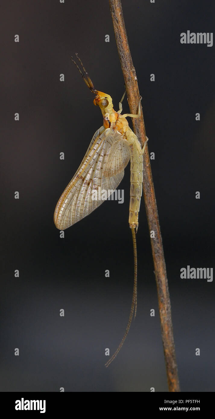 Shadfly hi-res stock photography and images - Alamy