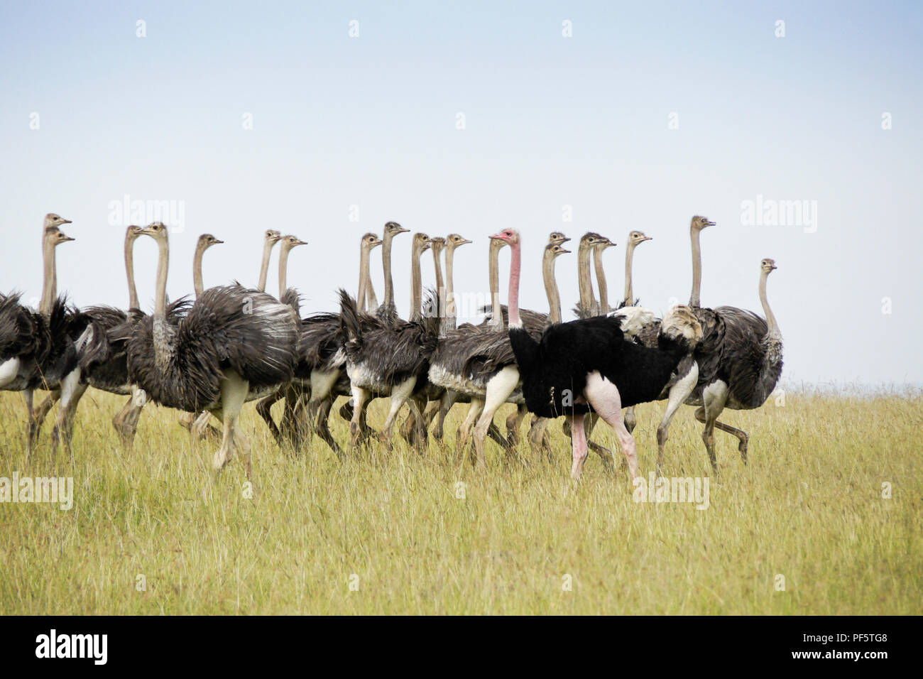 Masai mara ostrich hi-res stock photography and images - Alamy