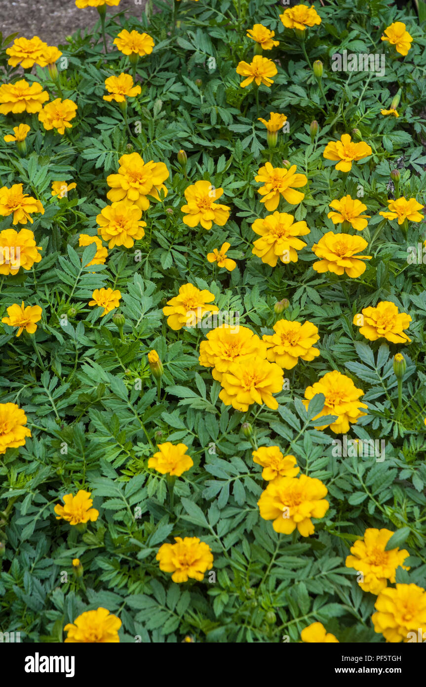 Marigold bed hi-res stock photography and images - Alamy