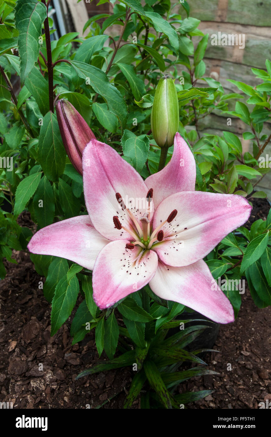 Close up of Lilly Lollypop. Single flower with buds against a foliage ...