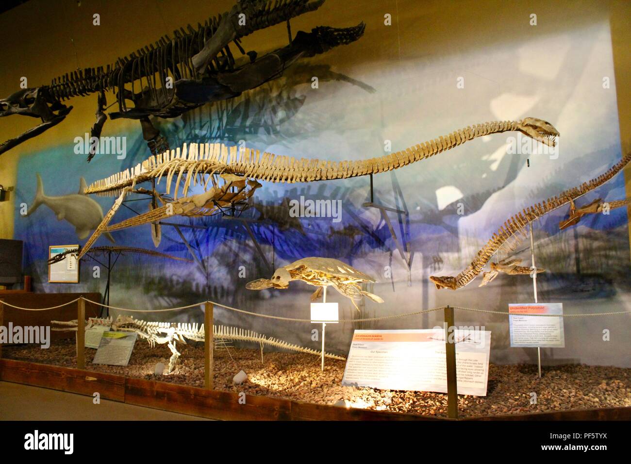 Buffalo River Idaho High Resolution Stock Photography and Images - Alamy