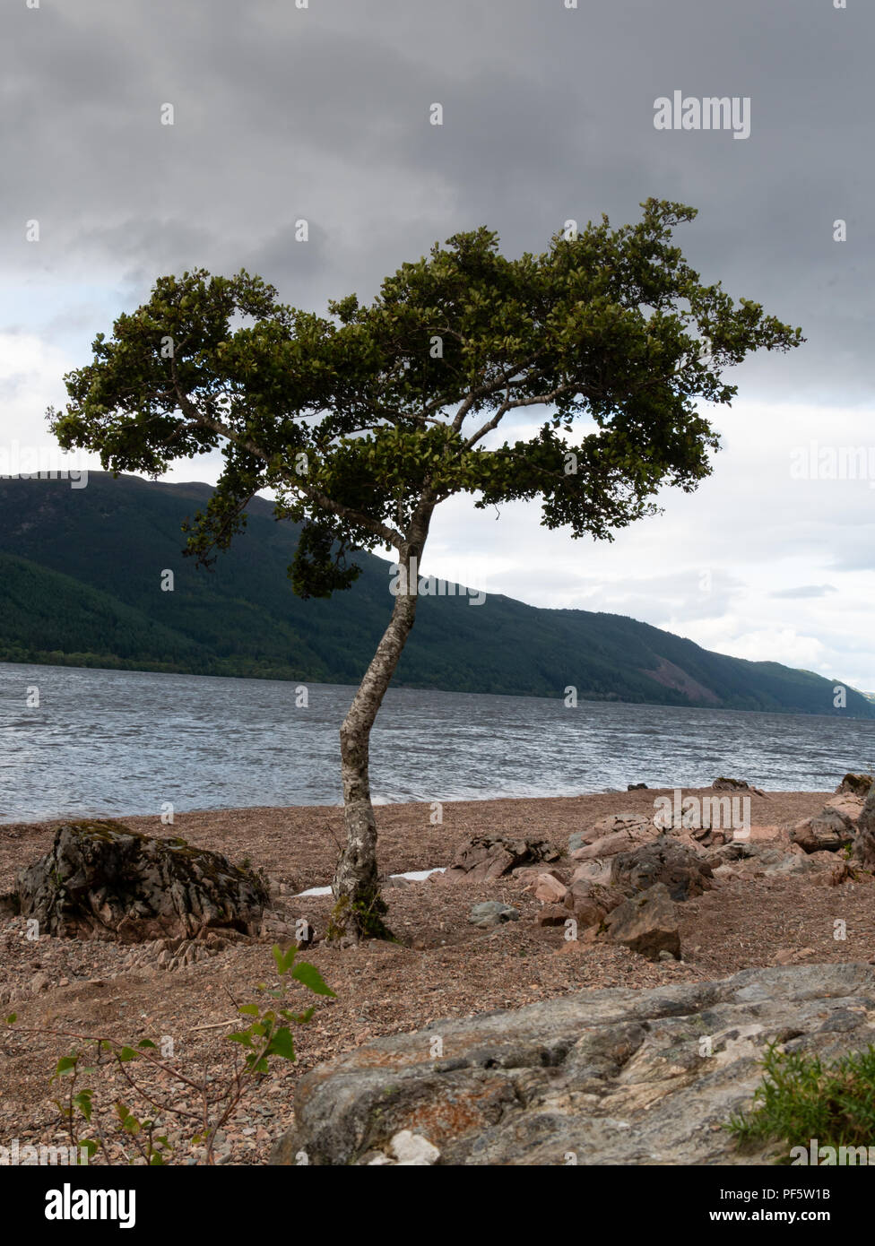 Lone tree on a beach on the shore of Loch Ness, Scotland, UK Stock ...