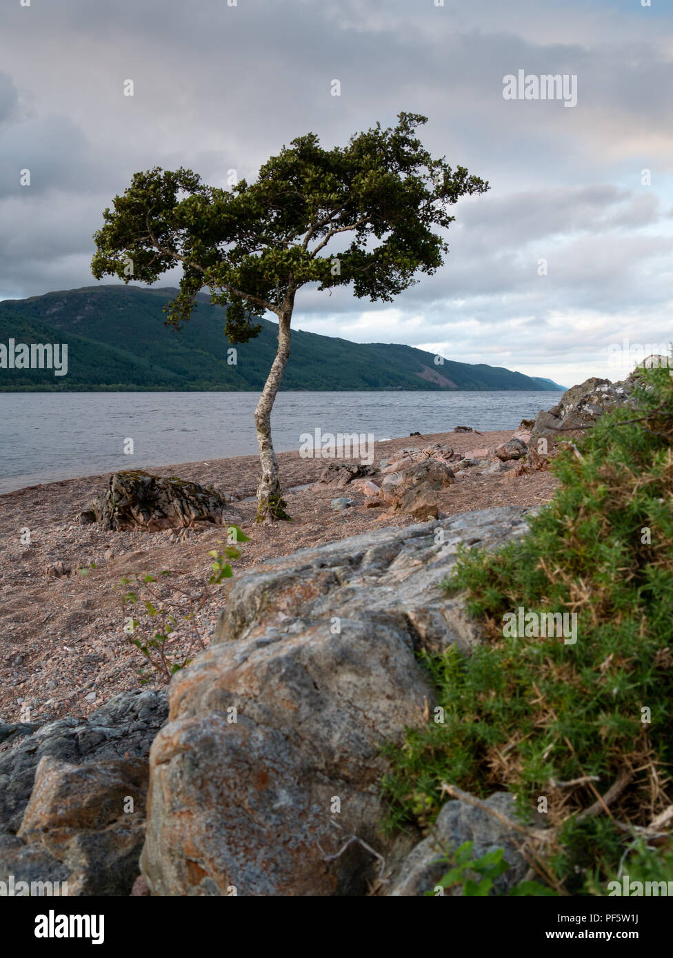 Lone tree on a beach on the shore of Loch Ness, Scotland, UK Stock ...