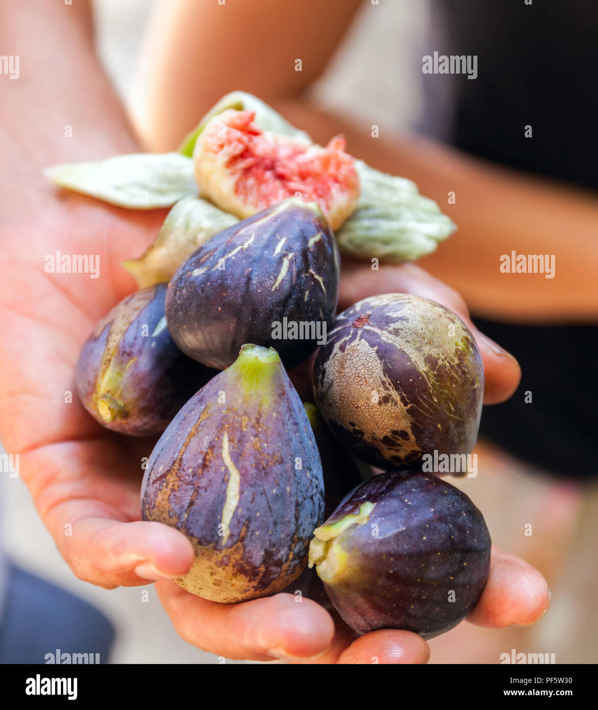 Woman's hand holds an entire handful of mature figs Stock Photo - Alamy