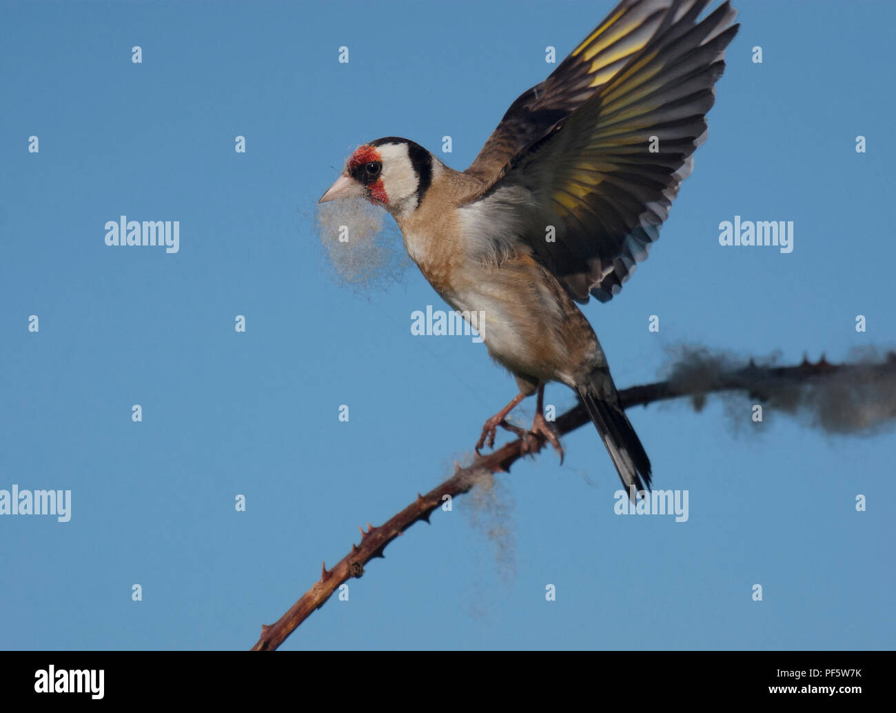 Collecting wool hi-res stock photography and images - Alamy