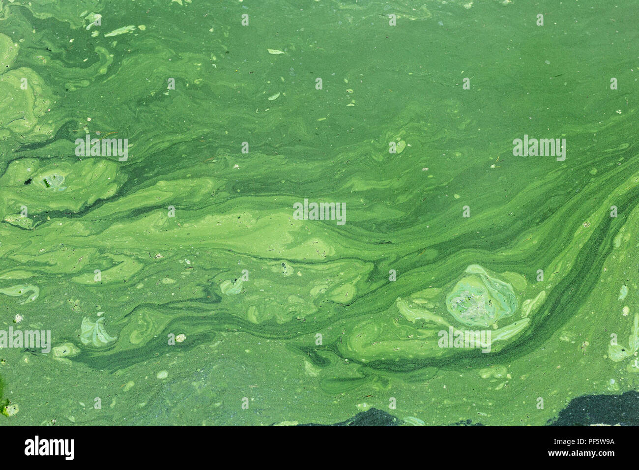 Green algae streak on water surface texture. Blooming of water in ...