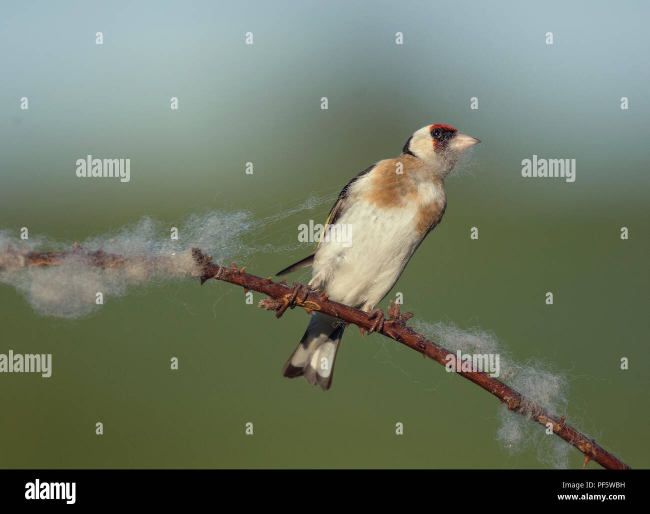 European Goldfinch, Carduelis carduelis, collecting wool from bramble ...