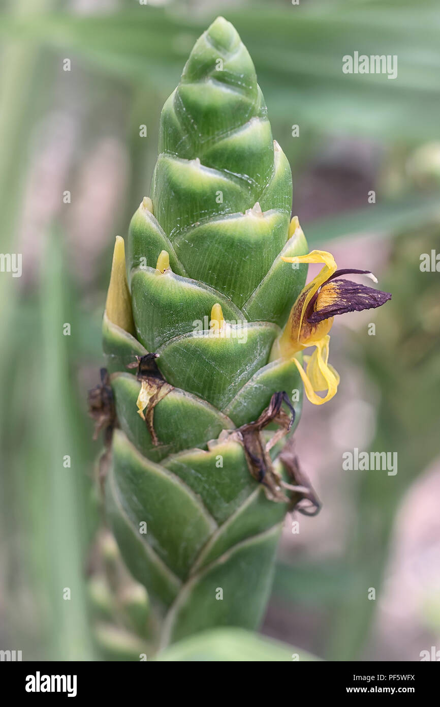 Edible Ginger Plant Flower