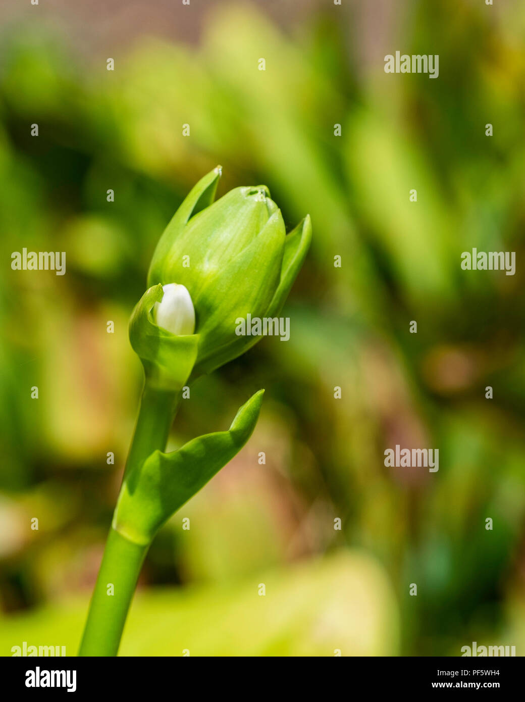 A closeup of a white flower bud of Hosta sieboldiana, a hosta cultivar ...