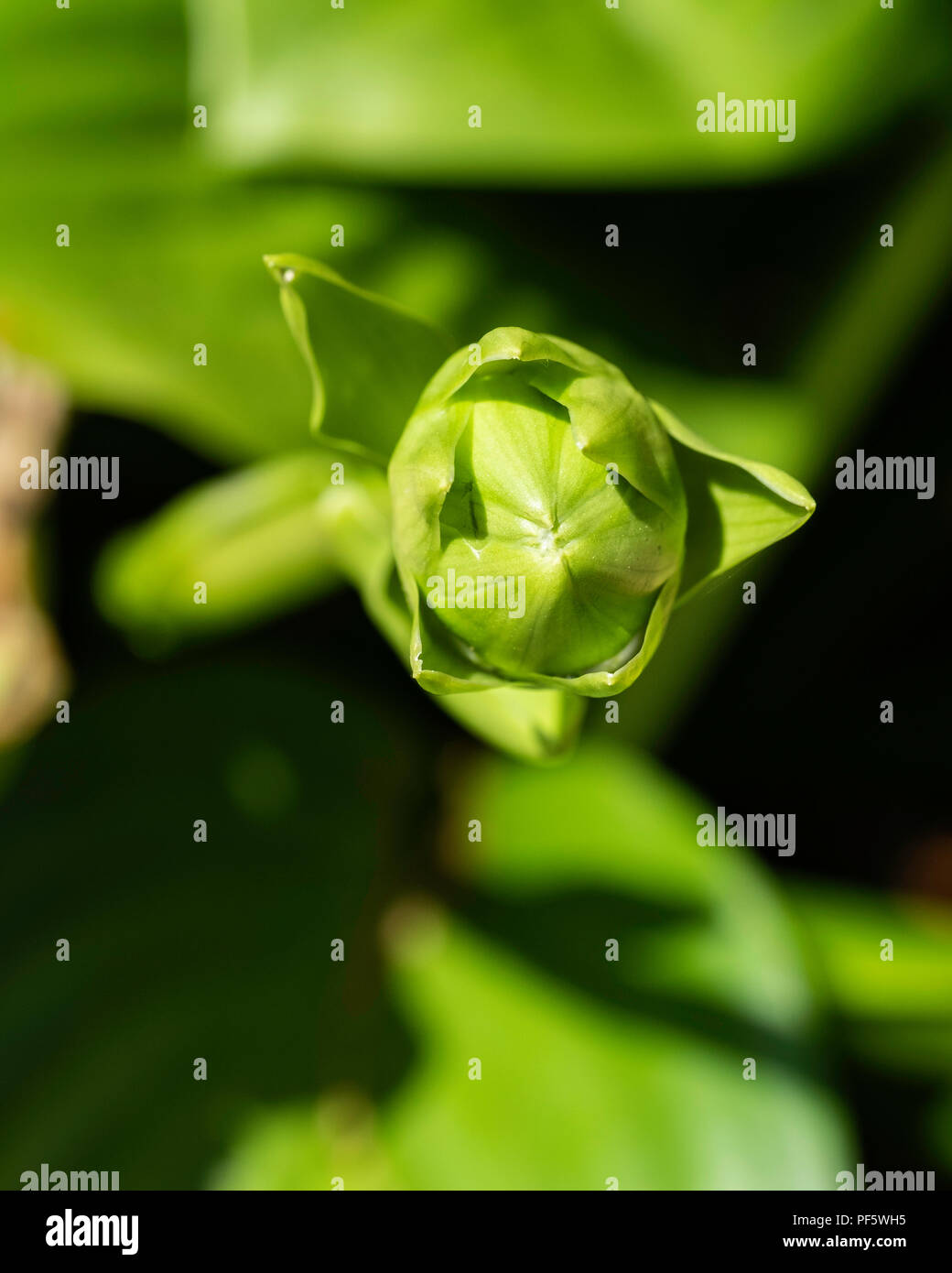 Hosta sieboldiana elegans hi-res stock photography and images - Alamy