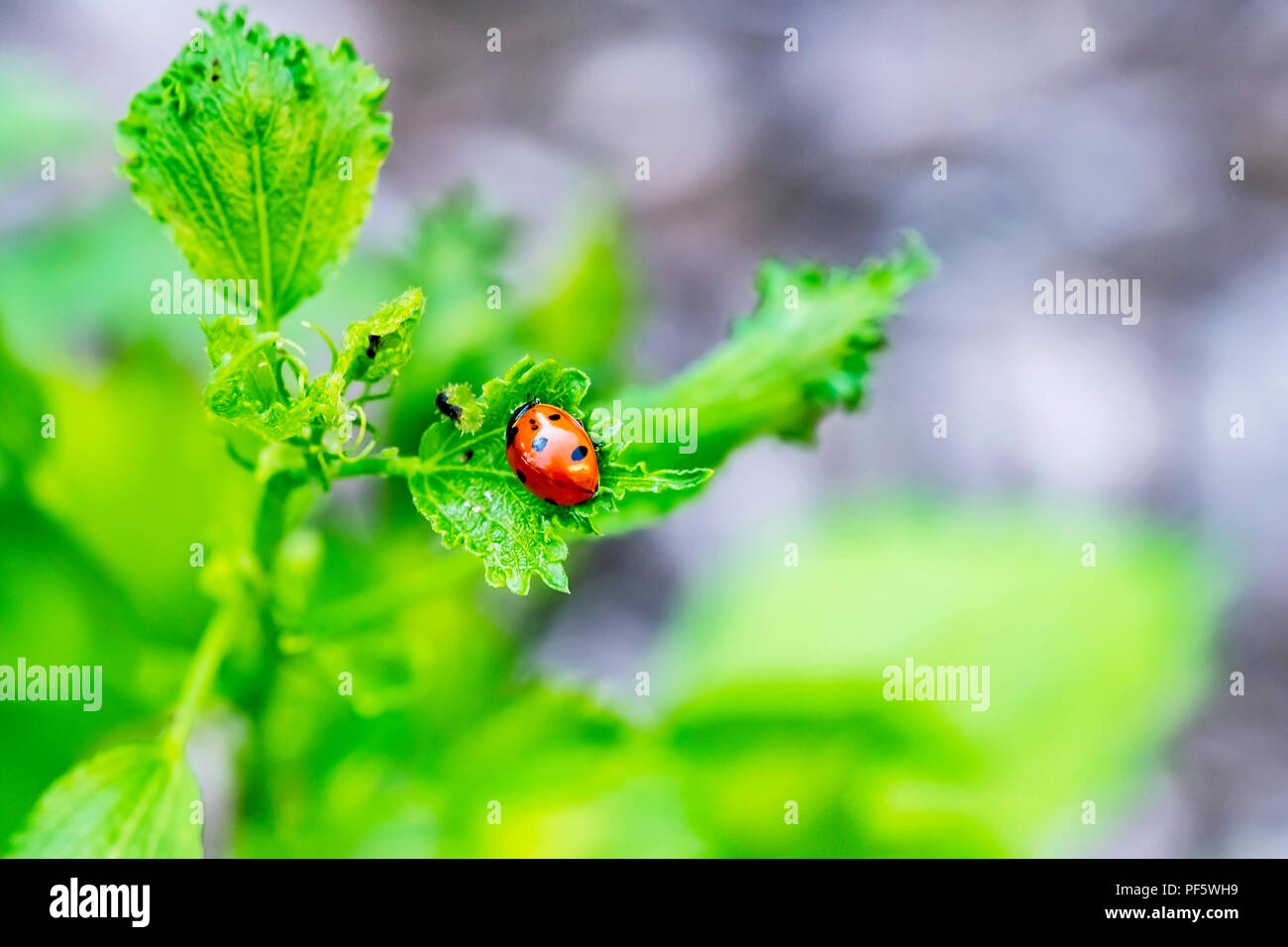 Ladybug beetle on althea hi-res stock photography and images - Alamy