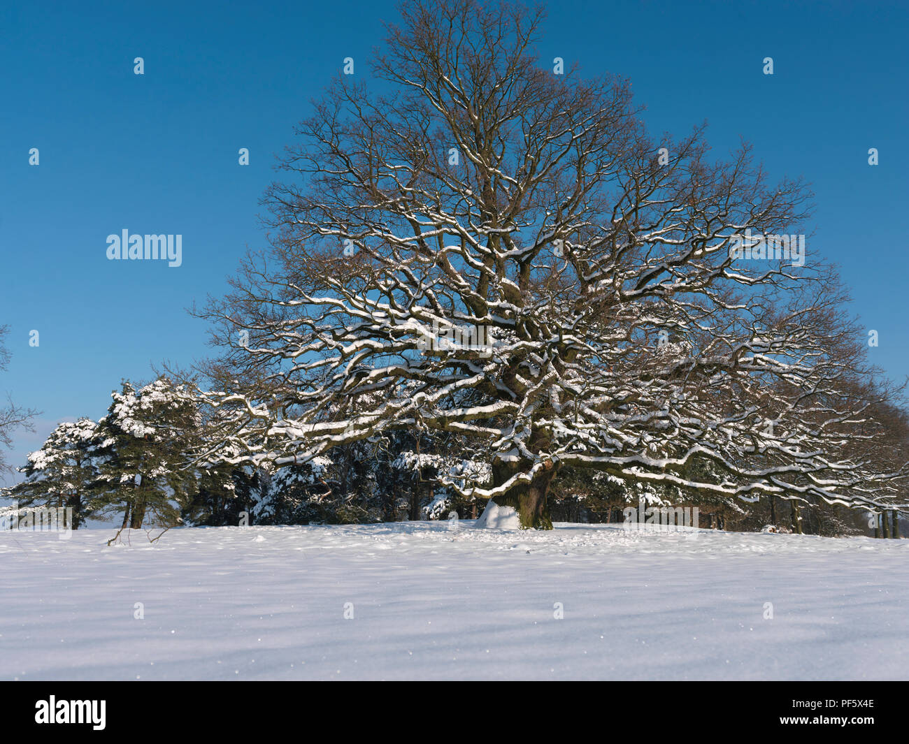 Eiche im Winter | oak tree, Quercus, in winter time Stock Photo - Alamy