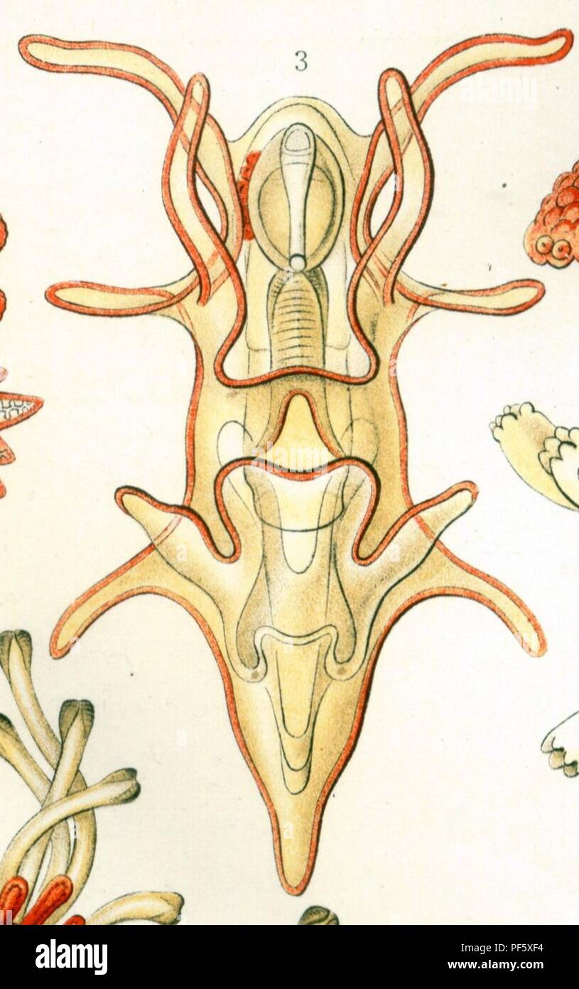 Asterias sp., bipinnaria larva from below Stock Photo - Alamy