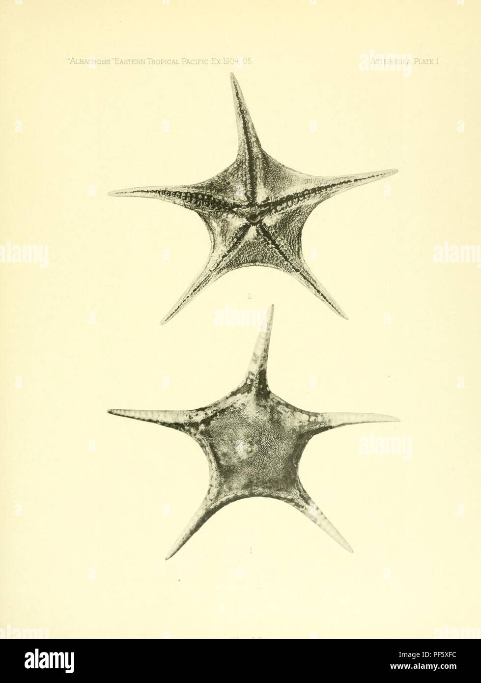 Asteroidea (Plate 1 Stock Photo - Alamy