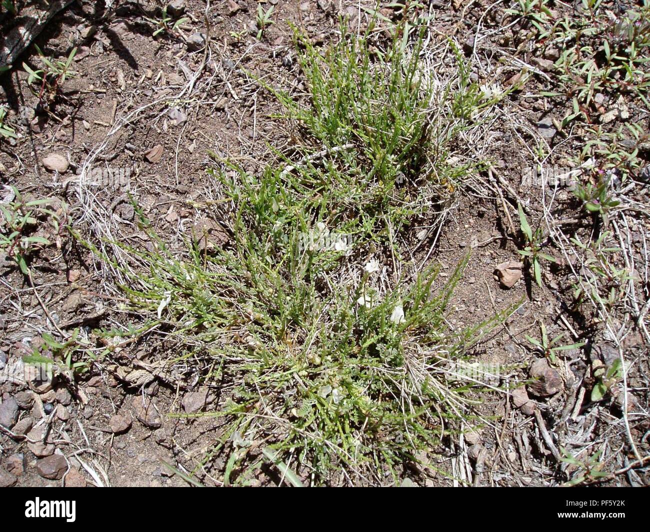 Astragalus yoder-williamsii flower in SW Idaho Stock Photo - Alamy