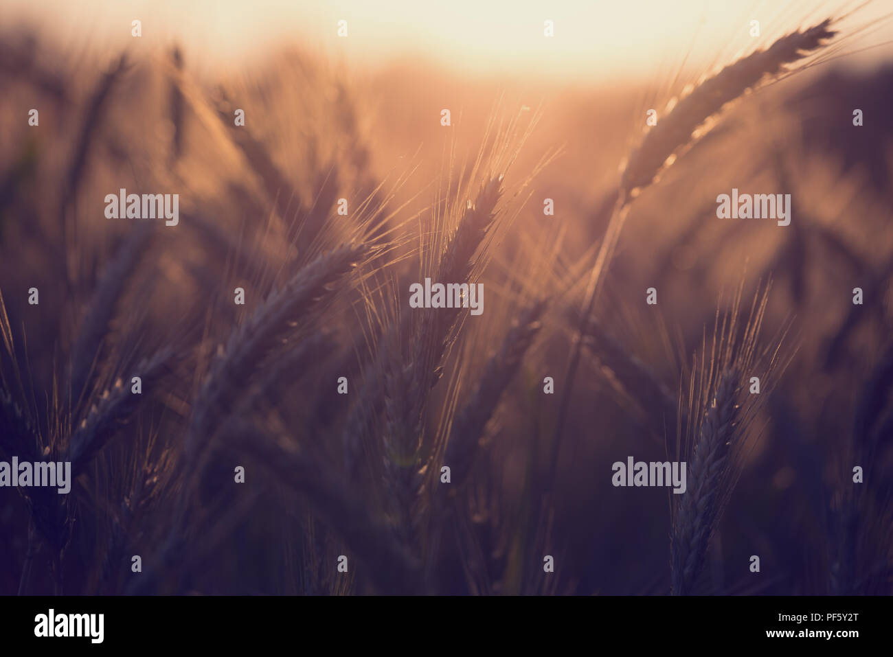 Backlit golden wheat ripening in hi-res stock photography and images ...