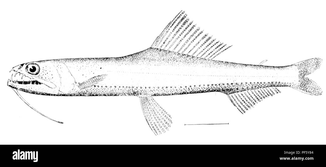 Astronesthes hi-res stock photography and images - Alamy