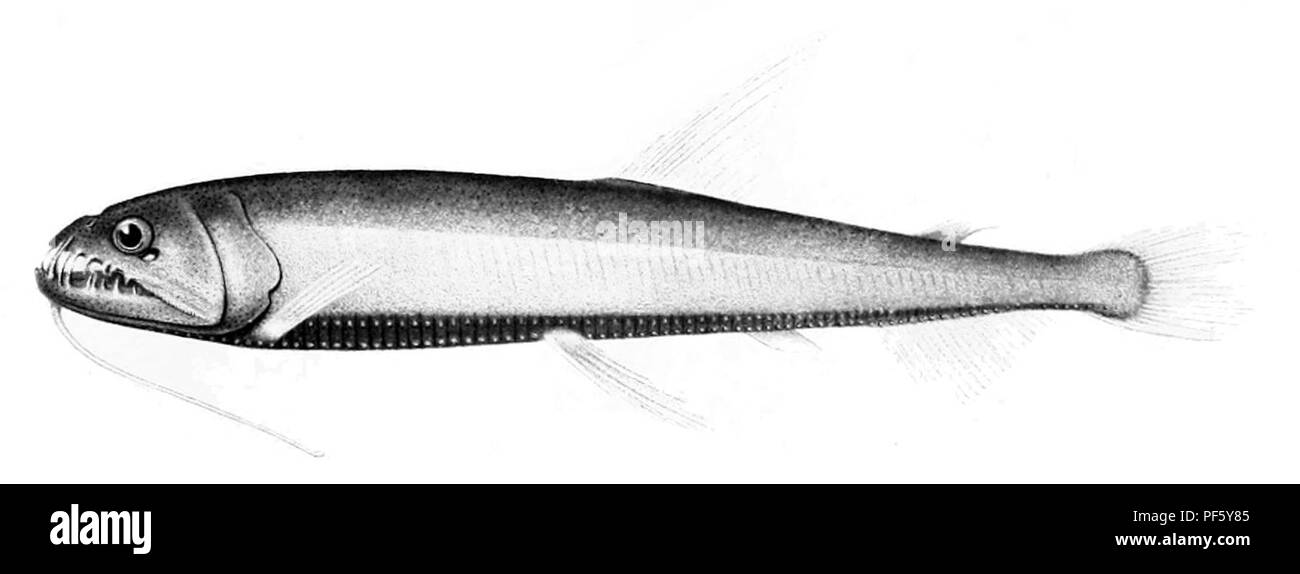 Astronesthes lucifer hi-res stock photography and images - Alamy