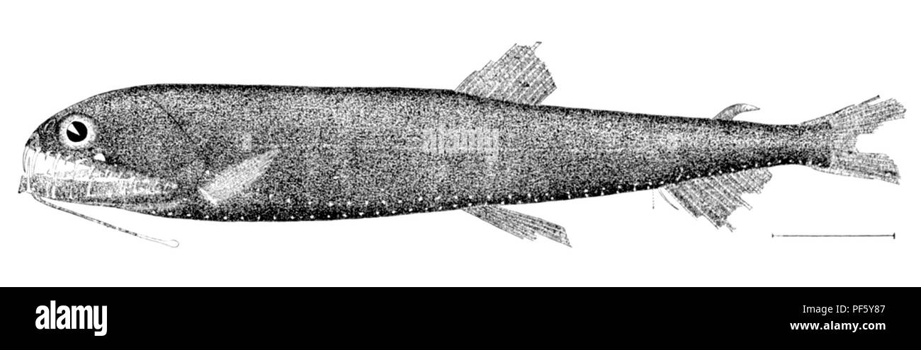 Astronesthes hi-res stock photography and images - Alamy