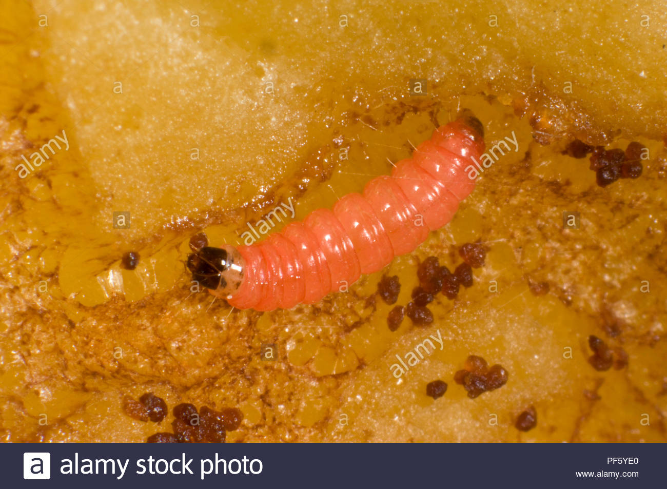 Plum Fruit Moth Stock Photos & Plum Fruit Moth Stock Images - Alamy