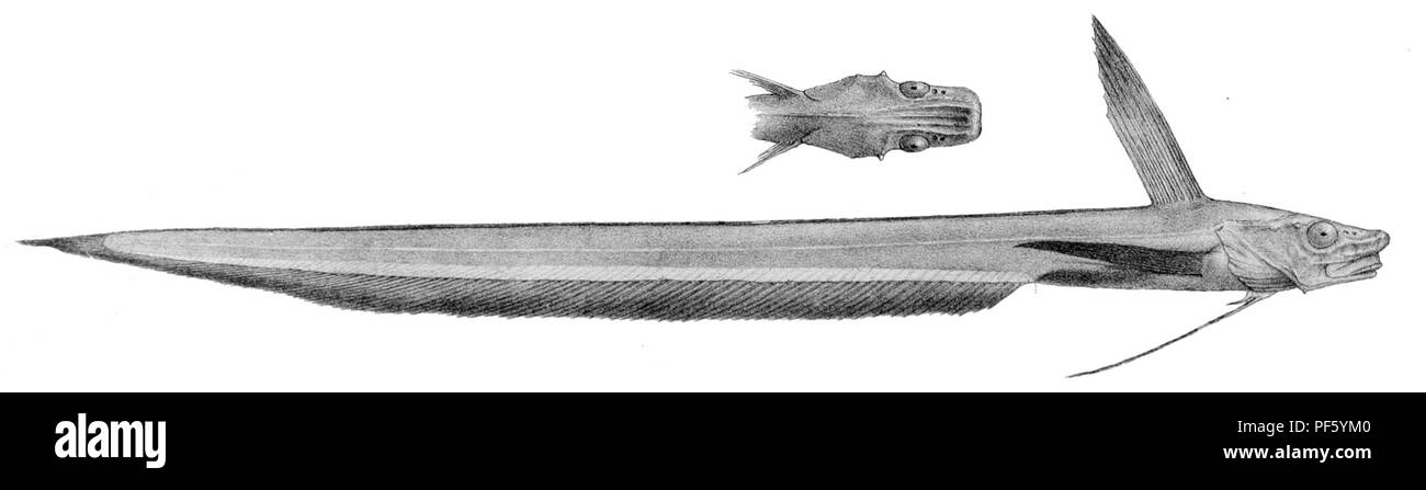 Ateleopus japonicus hi-res stock photography and images - Alamy