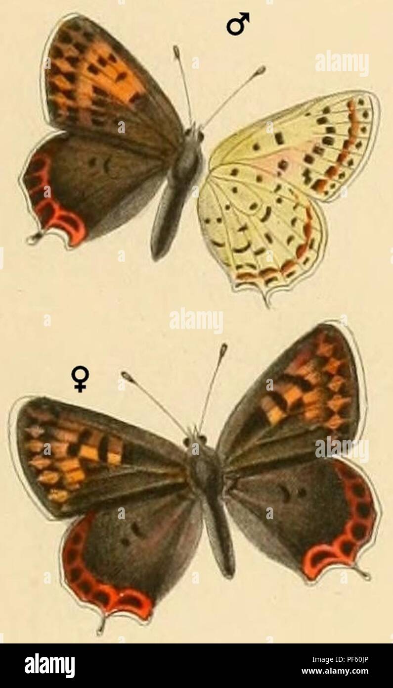 Dimorpha hi-res stock photography and images - Alamy