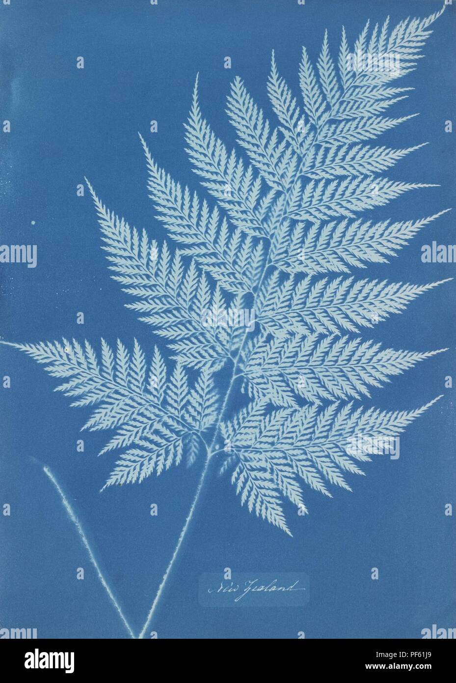 Atkins NewZealand MIA 200610 Stock Photo - Alamy