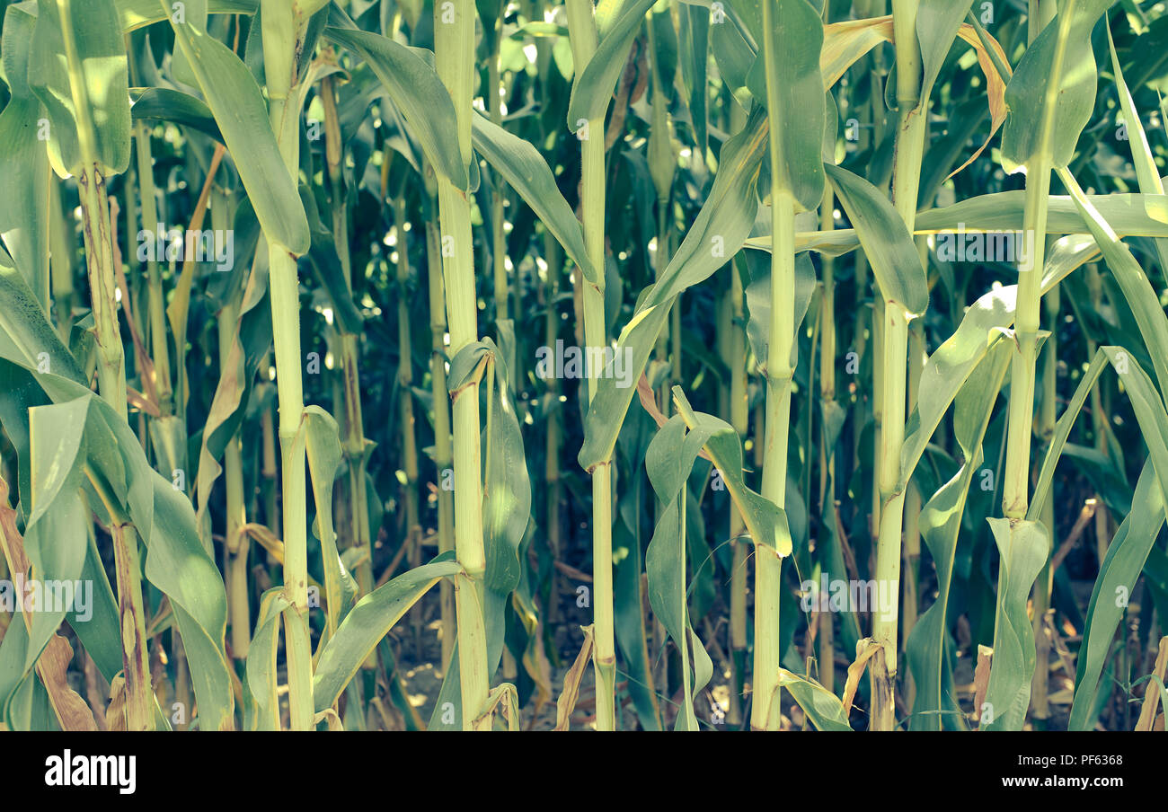 Farm of corn in Europe Stock Photo - Alamy