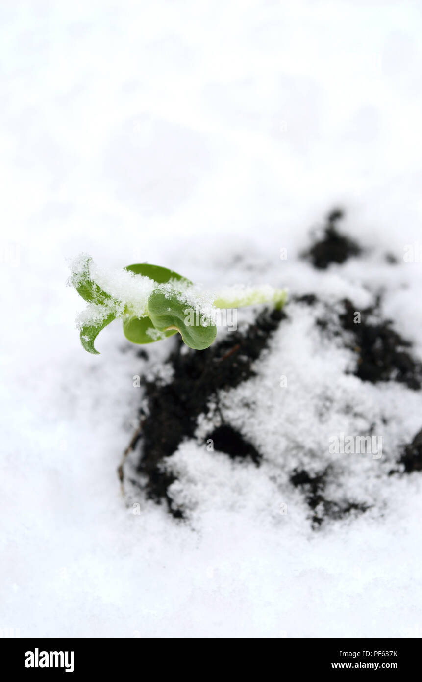 Some new green plant growing out of snow Stock Photo - Alamy