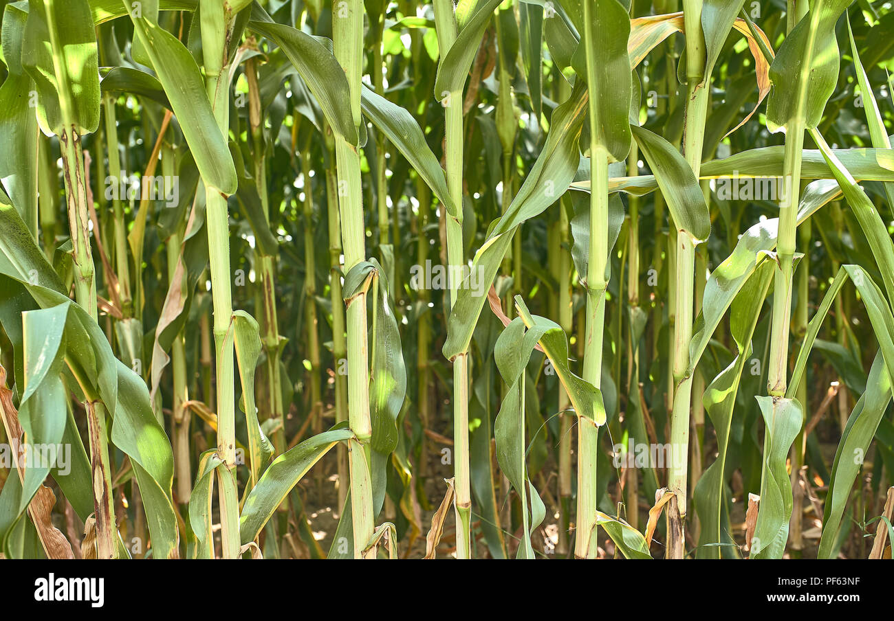 Farm of corn in Europe Stock Photo - Alamy