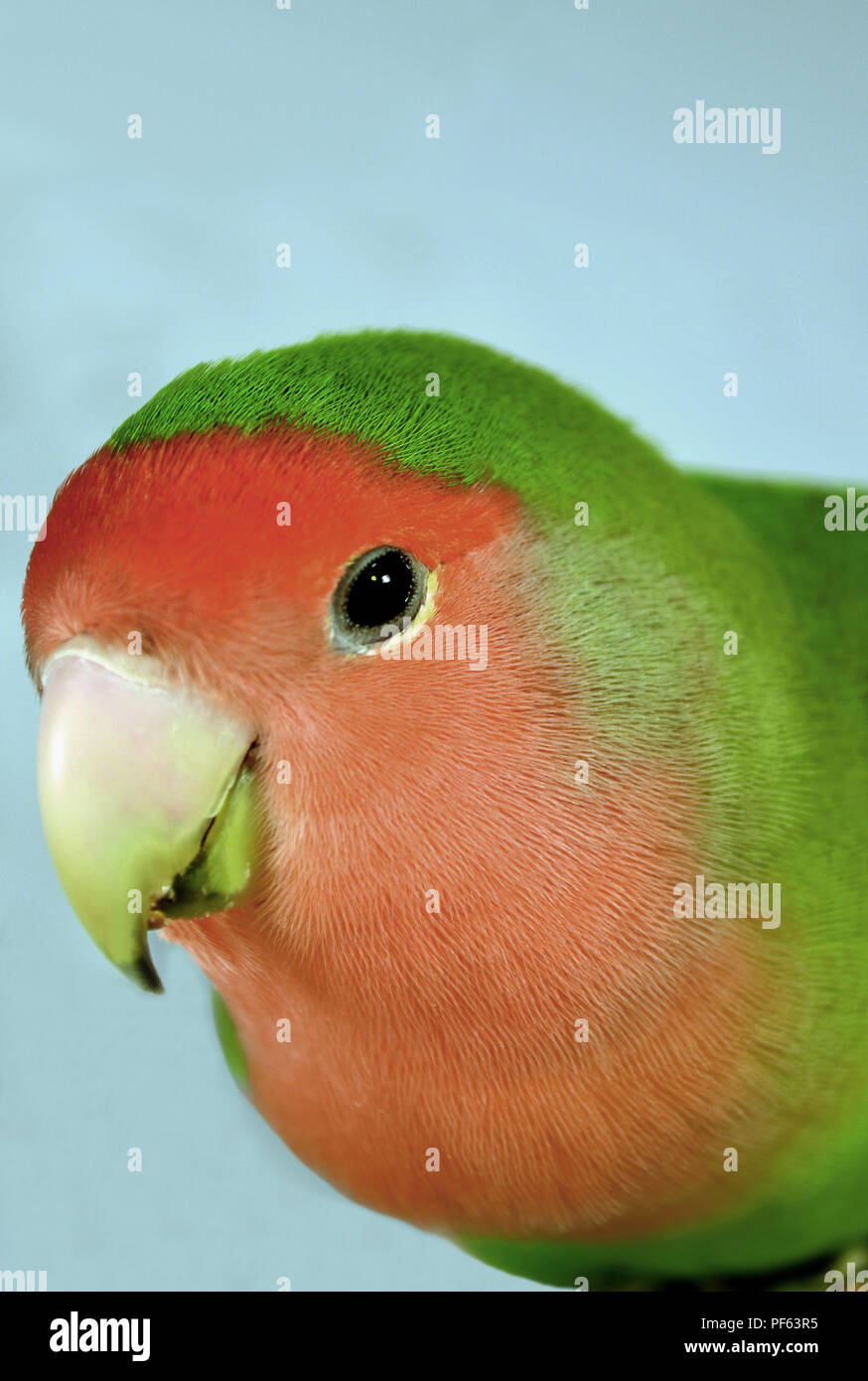 A close-up of a Peach-faced Lovebird Agapornis Stock Photo - Alamy