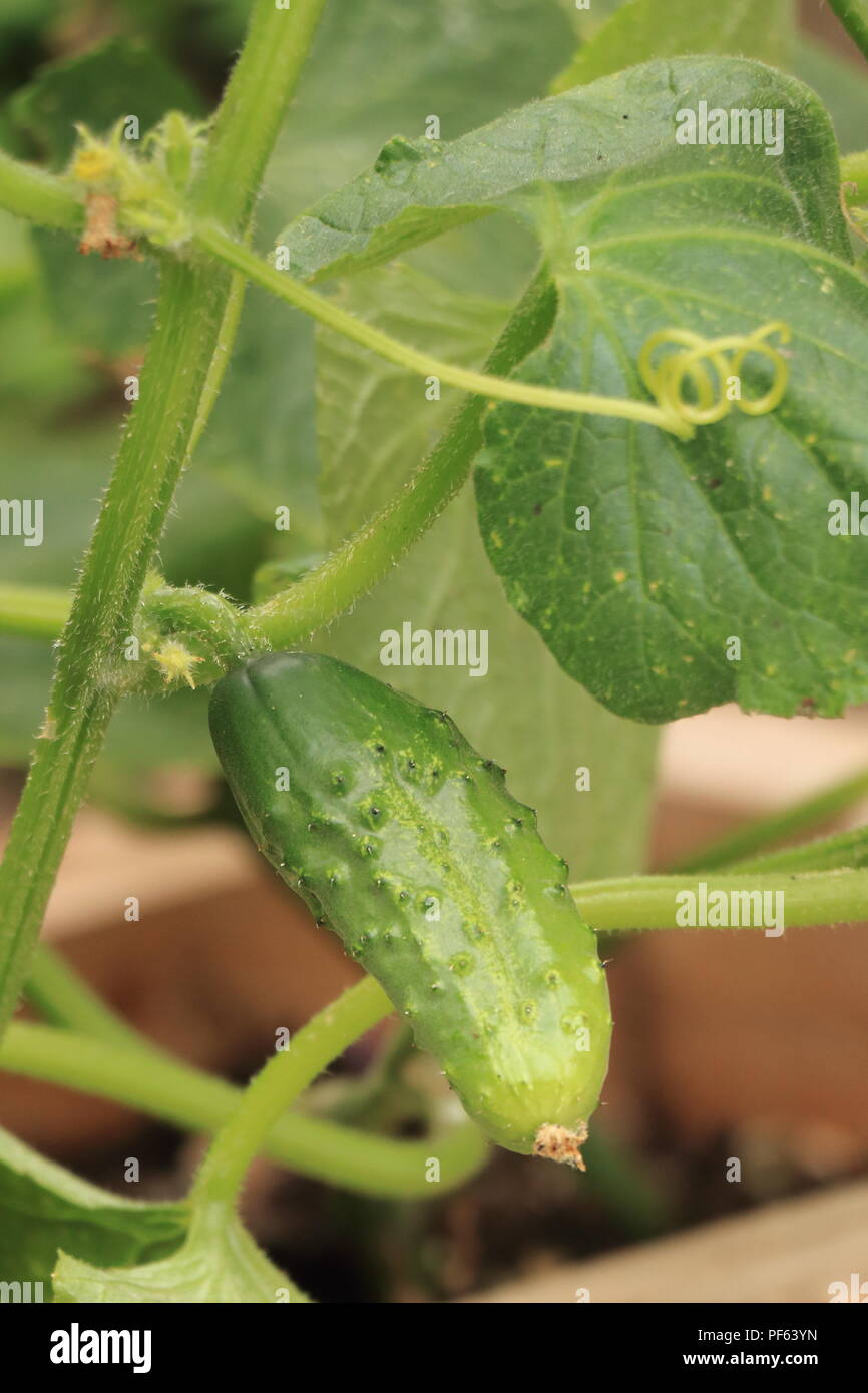Gherkin plant hi-res stock photography and images - Alamy