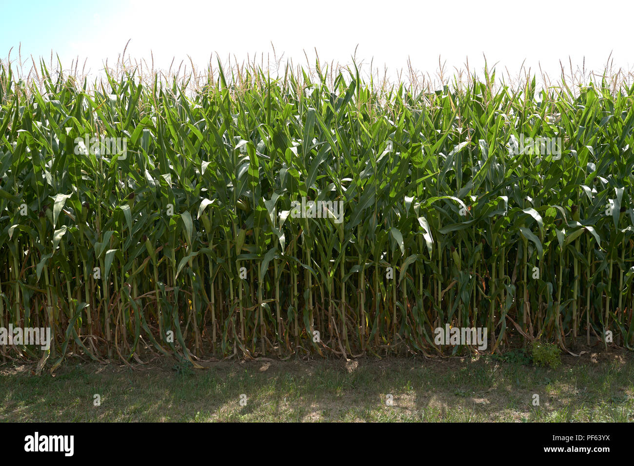 Farm of corn in Europe Stock Photo - Alamy