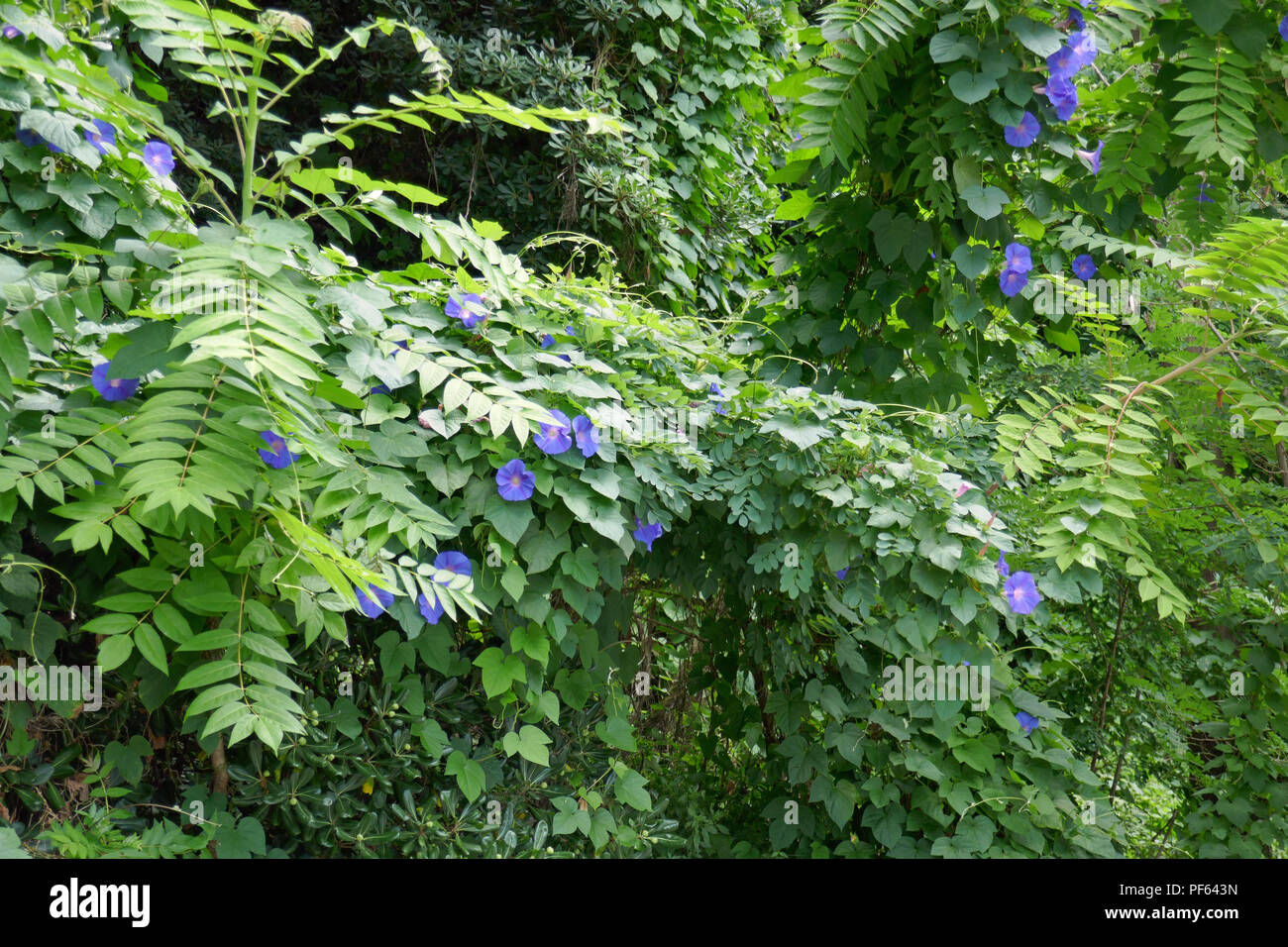 Convolvulus blue flowers convolvulus hi-res stock photography and ...