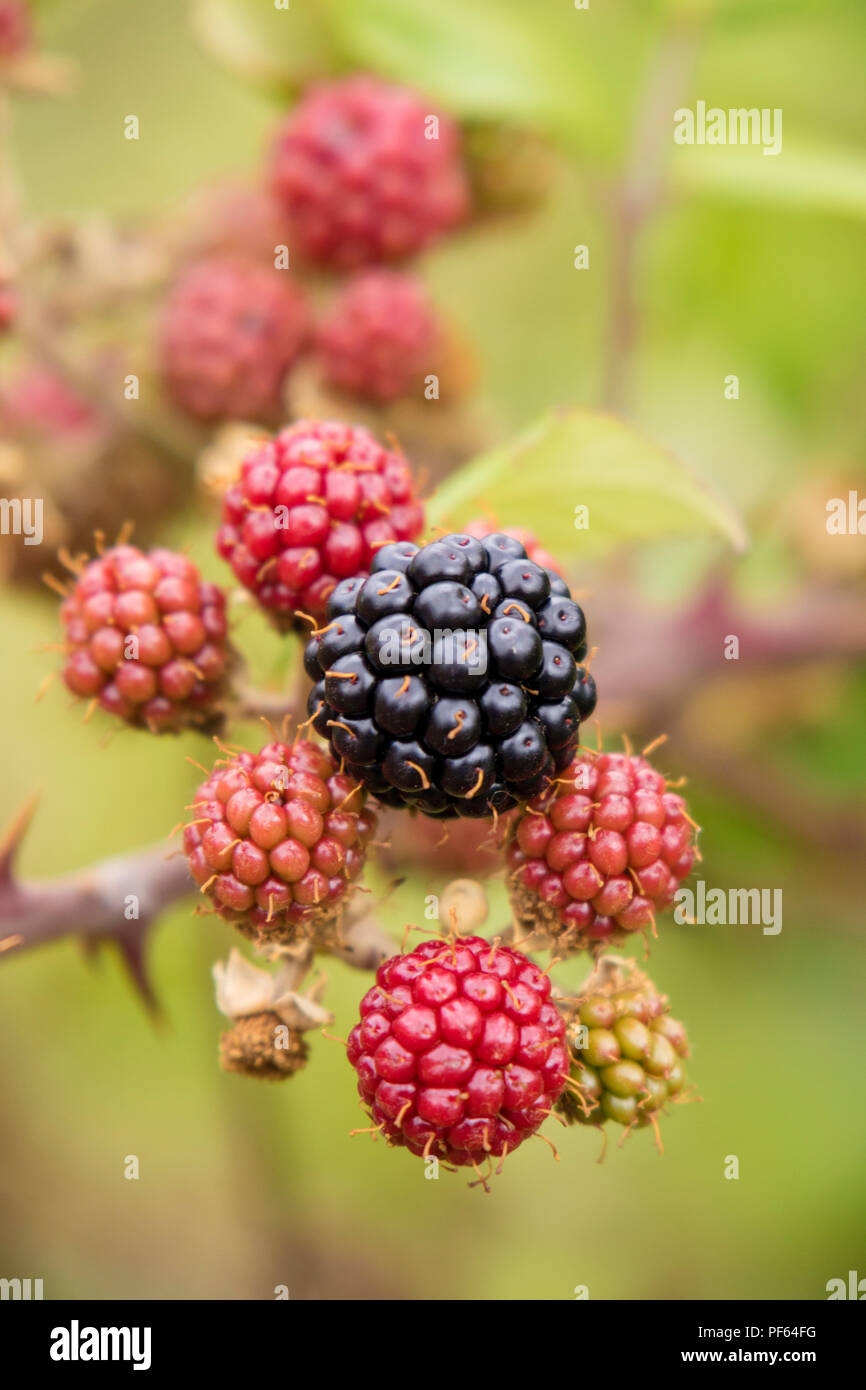 Edible wild fruit hi-res stock photography and images - Alamy