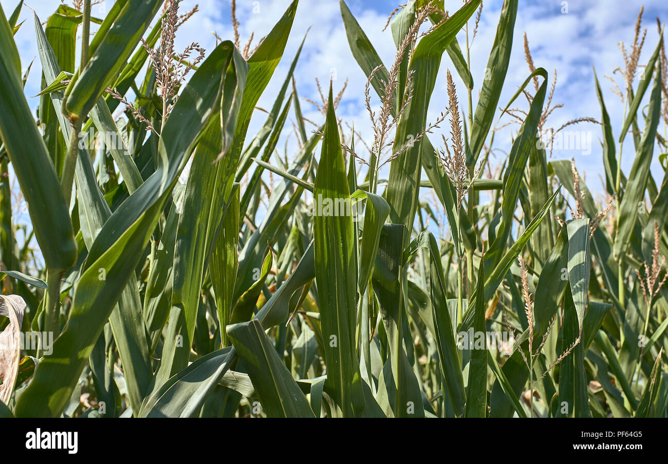Farm of corn in Europe Stock Photo - Alamy