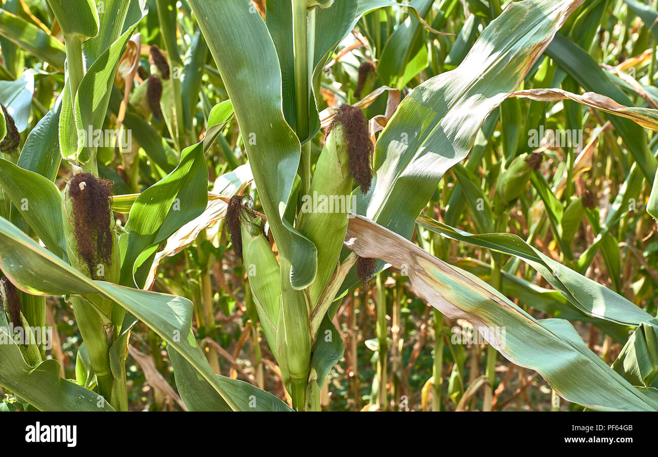 Farm of corn in Europe Stock Photo - Alamy