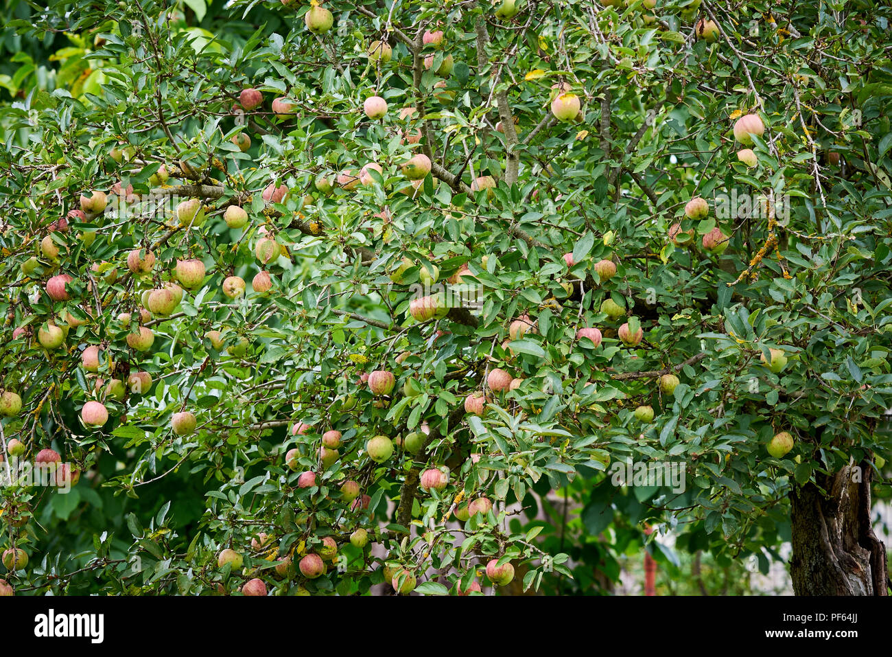 Malus Pumila Tree