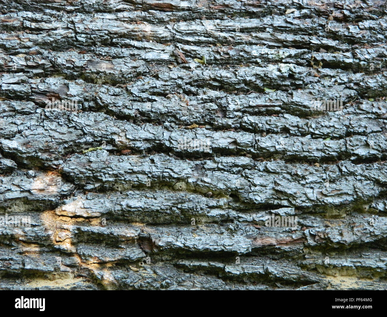macro photo of tree bark Stock Photo - Alamy
