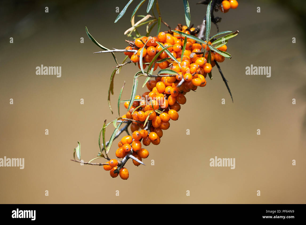 Hippophae rhamnoides flower hi-res stock photography and images - Alamy